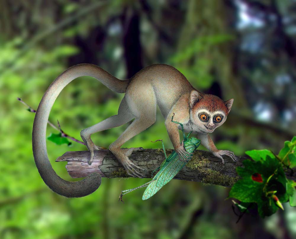 O mais antigo primata fóssil - Ciência HojeCiência Hoje