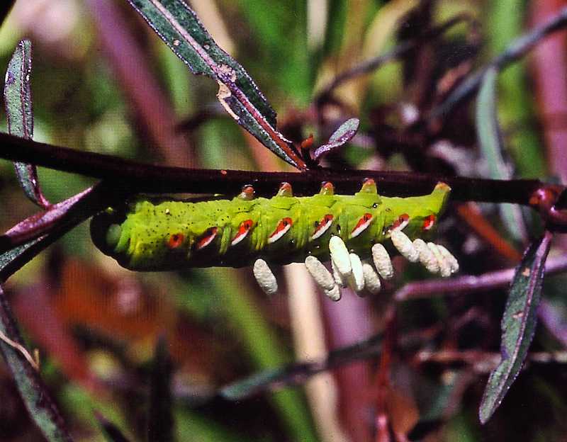 Ciência Hoje | Parasitoides: insetos benéficos e cruéis