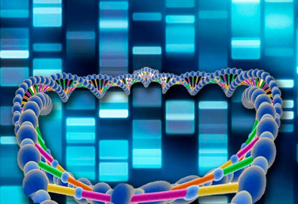 Novo DNA | Ciência Hoje