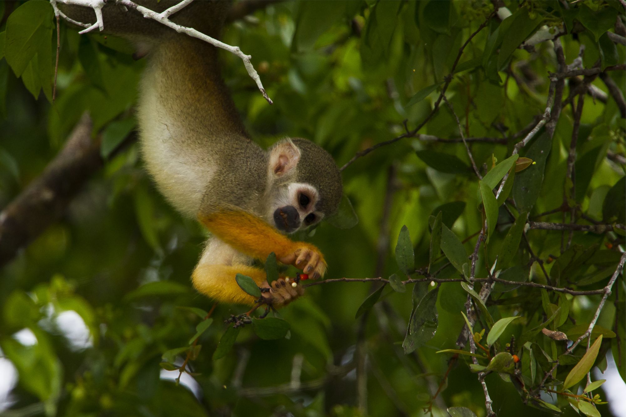 Ciência Hoje | Macacos d’água