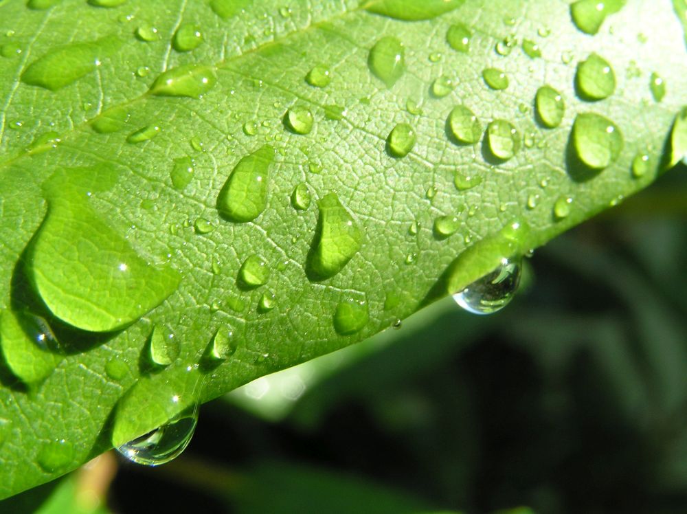 Fotossíntese - Ciência HojeCiência Hoje