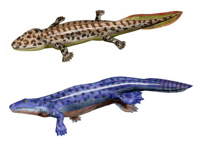 Pegadas dos mais antigos quadrúpedes | Ciência Hoje