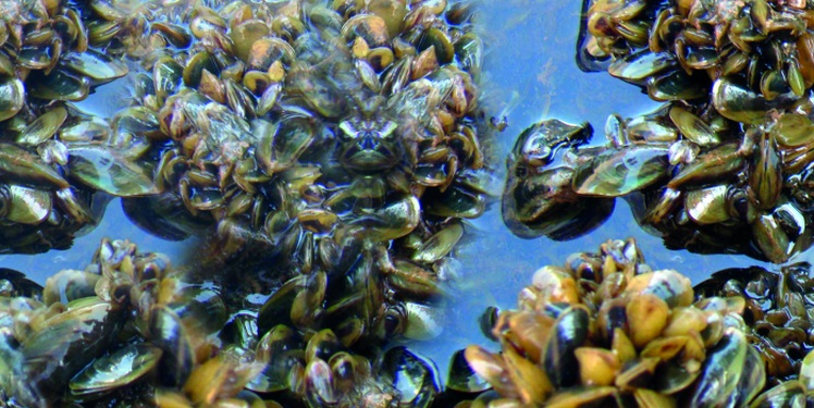 Mexilhão-dourado no Brasil | Ciência Hoje