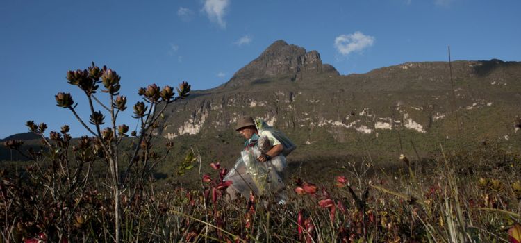 Desconhecidas montanhas da Amazônia - Ciência HojeCiência Hoje