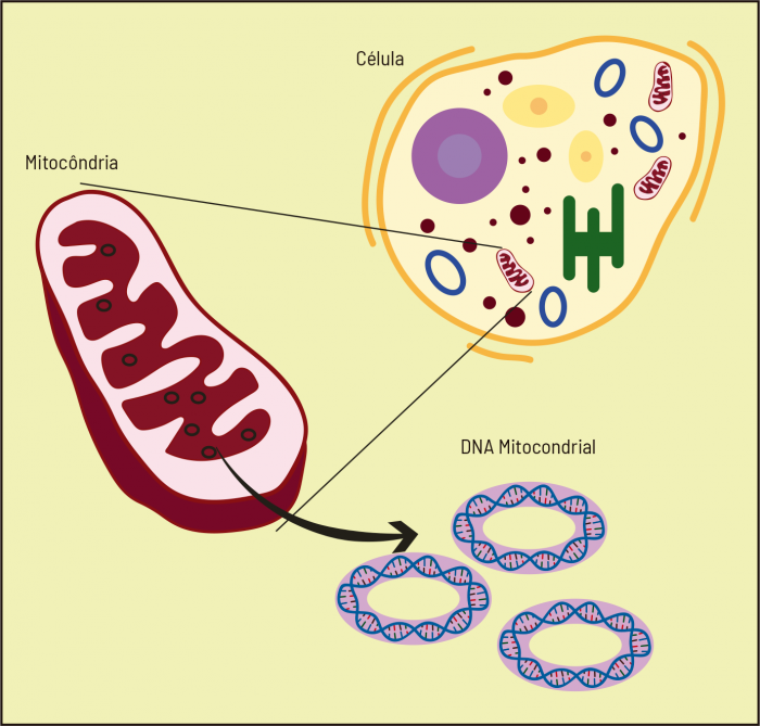 Para que serve o DNA das mitocôndrias? - Ciência HojeCiência Hoje