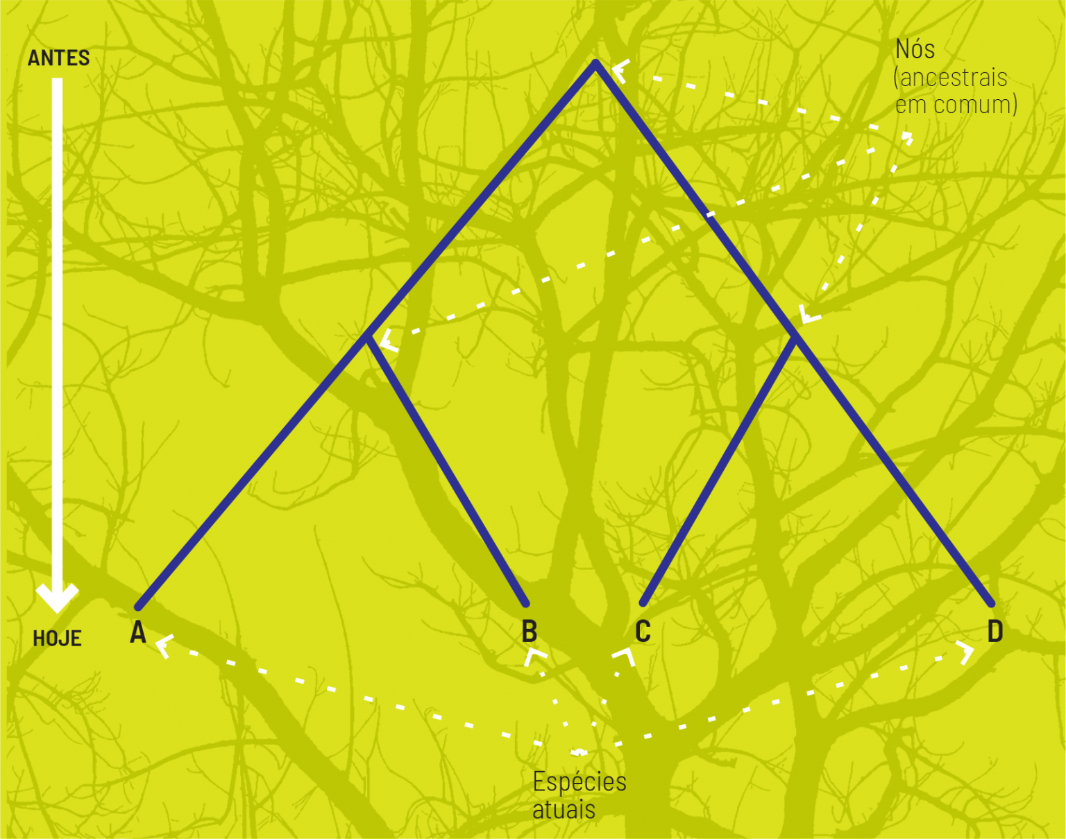 Filogenia, um retrato da evolução das espécies - Ciência HojeCiência Hoje