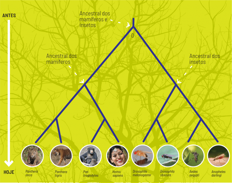 Filogenia, um retrato da evolução das espécies - Ciência HojeCiência Hoje