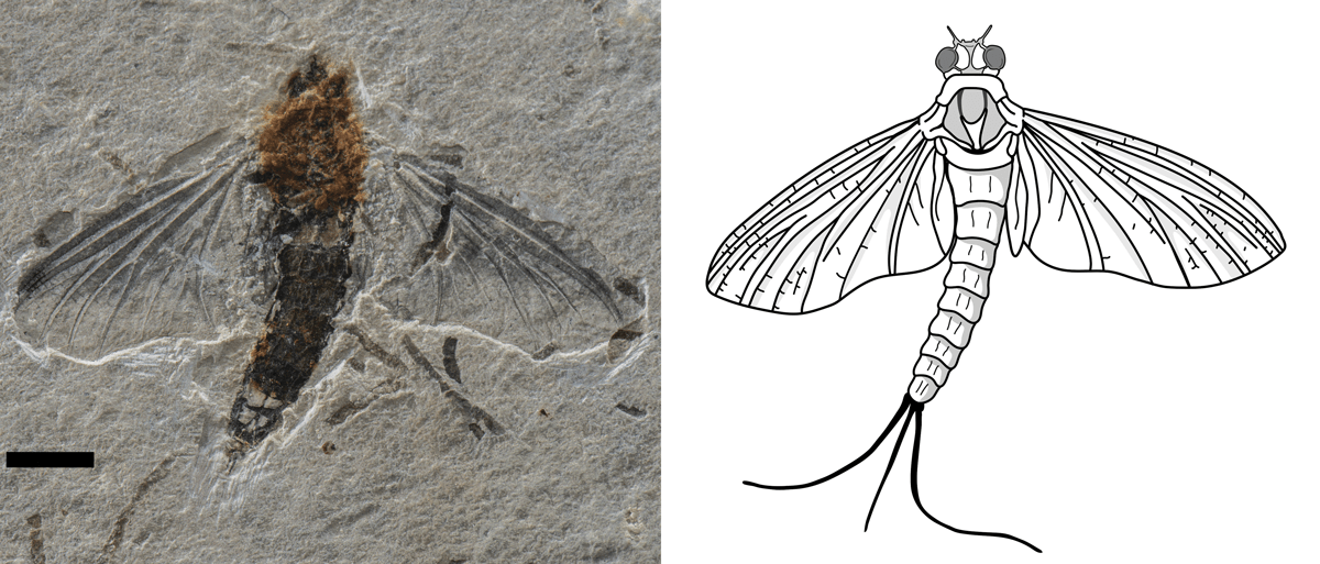 Um raro inseto fóssil do Brasil - Ciência HojeCiência Hoje