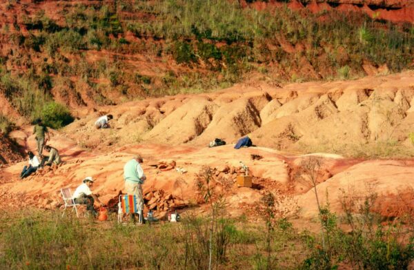 Espécie descoberta em fósseis de suposto pterossauro - Ciência ...