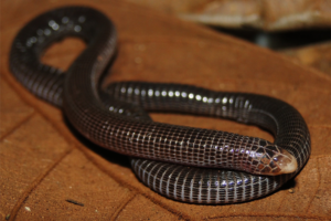 Automutilação como estratégia de sobrevivência | Ciência Hoje