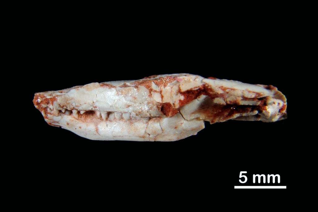 Dentes que desafiam a evolução dos mamíferos | Ciência Hoje