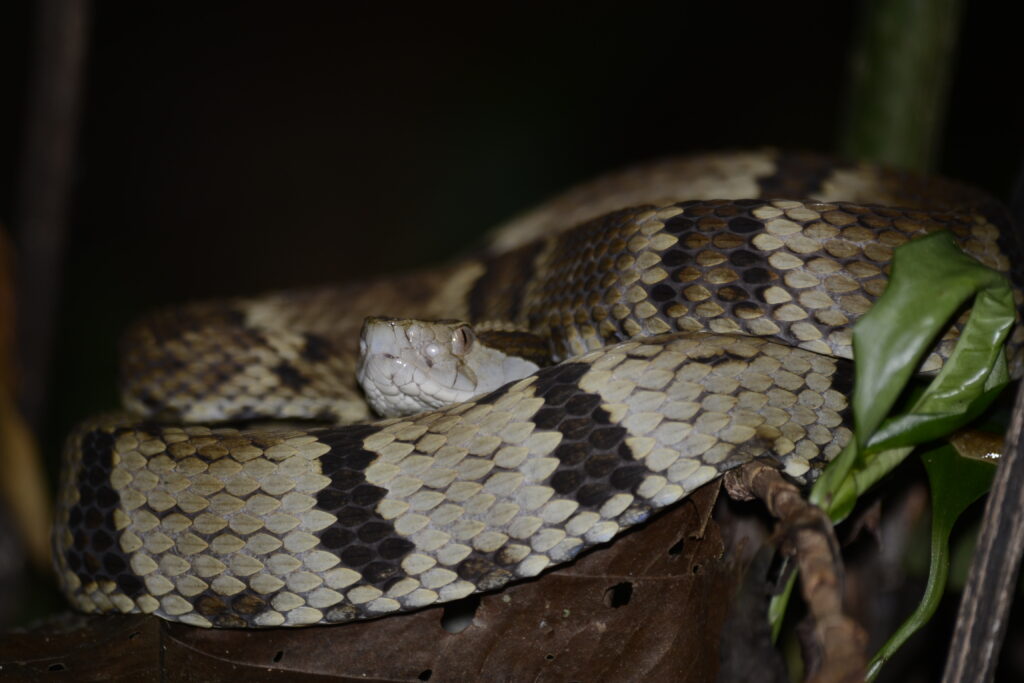 Picadas de serpentes aumentam no verão - Ciência HojeCiência Hoje