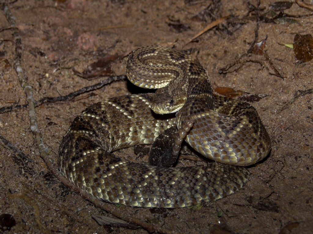 Picadas de serpentes aumentam no verão - Ciência HojeCiência Hoje