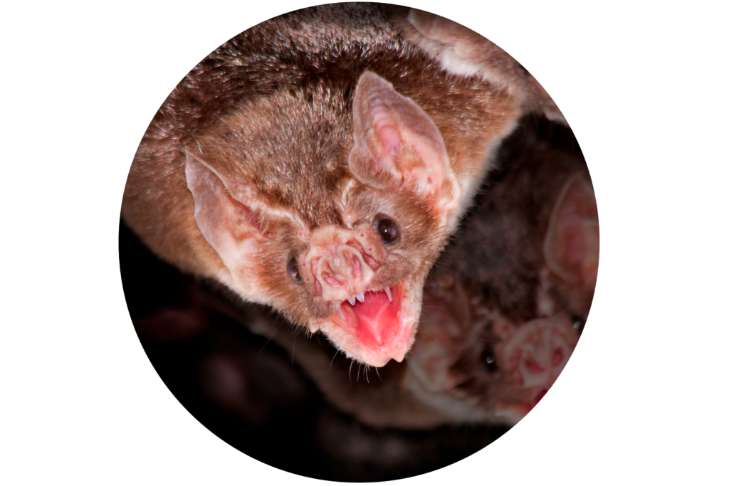 A genética dos vampiros - Ciência HojeCiência Hoje