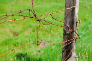 As novas faces da grilagem no Brasil - Ciência HojeCiência Hoje