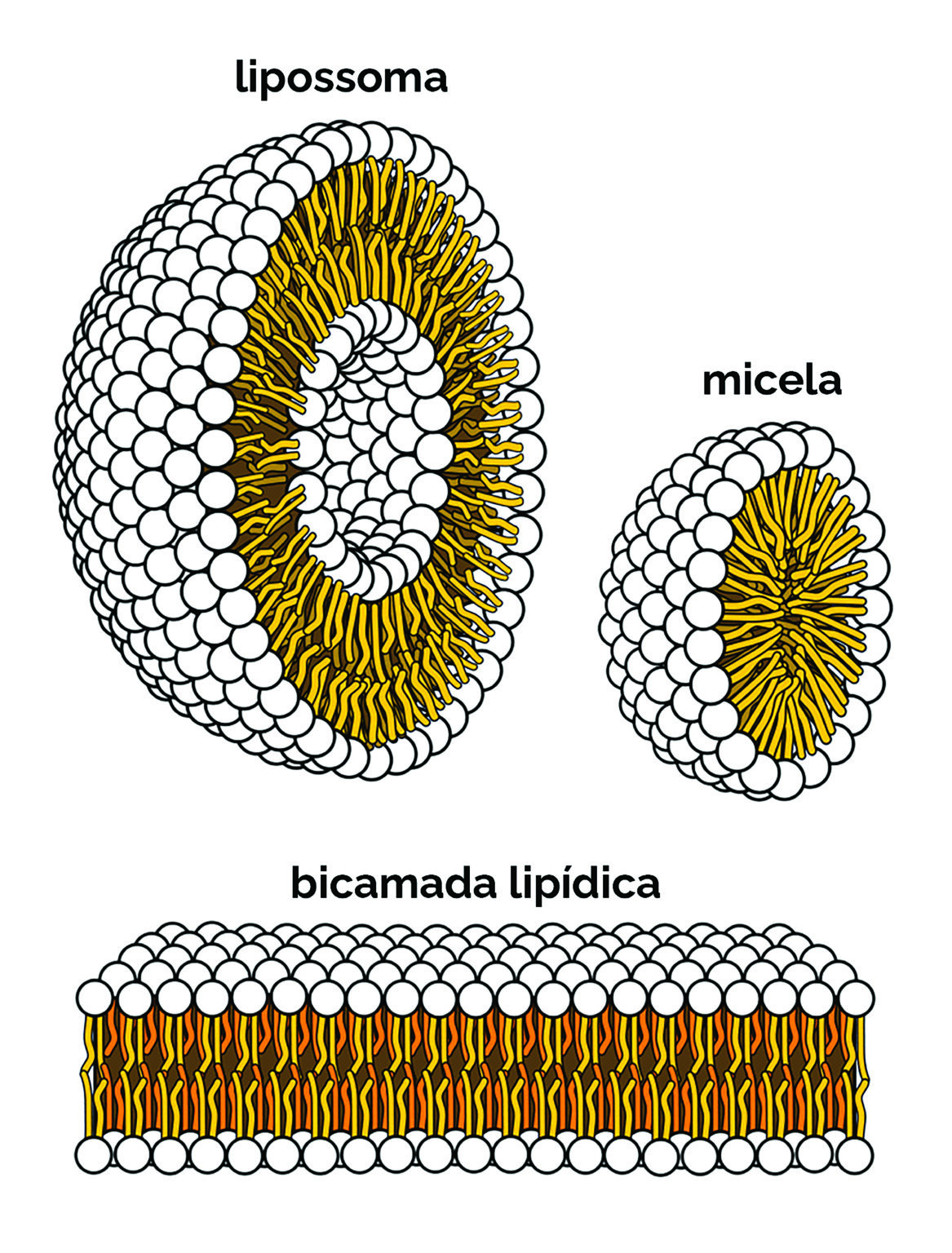 Interações moleculares: As forças que mantêm a matéria coesa e suas ...