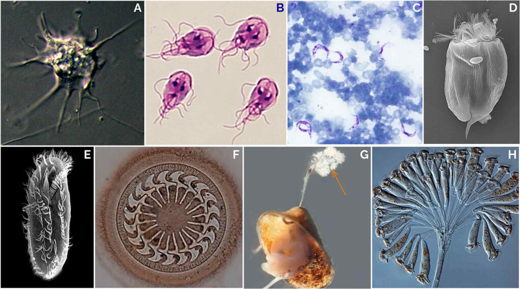 O imenso microuniverso dos protozoários - Ciência HojeCiência Hoje