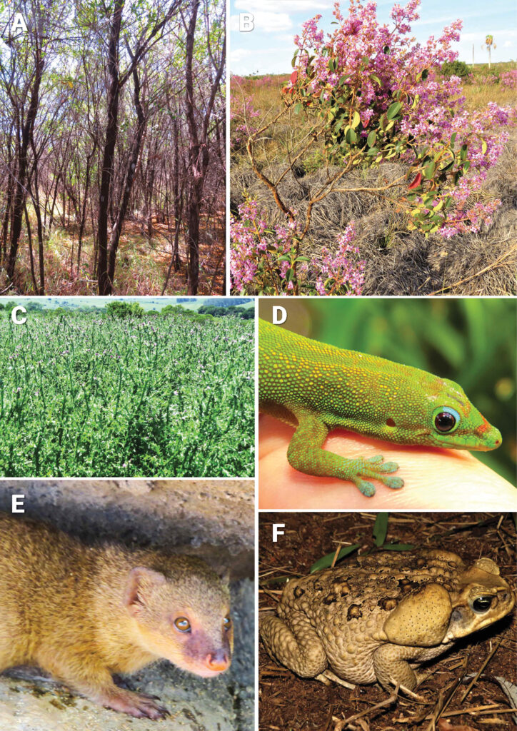Exóticas e invasoras: desafio para a biodiversidade - Ciência ...