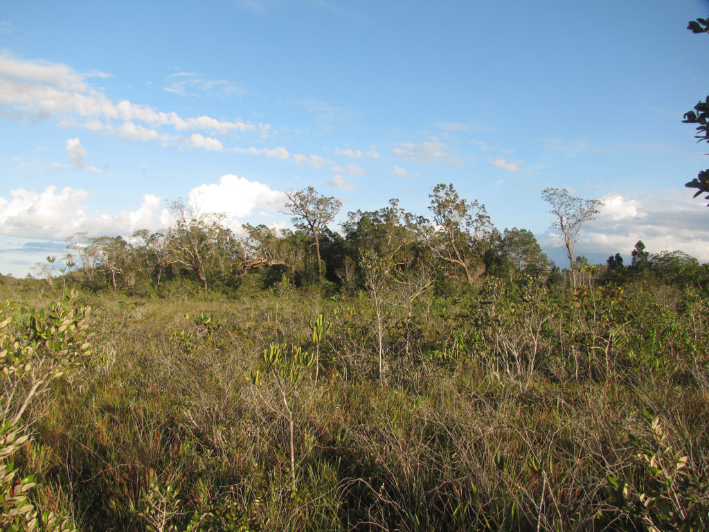 As aves das campinas amazônicas - Ciência HojeCiência Hoje