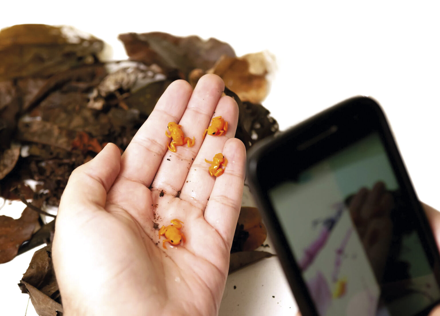 SAPINHO-PINGO-DE-OUROA fascinante estranheza de um animal miniaturizado ...