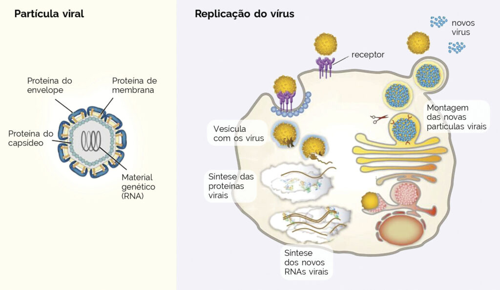 Dengue: em busca de uma proteção mais eficaz - Ciência HojeCiência Hoje